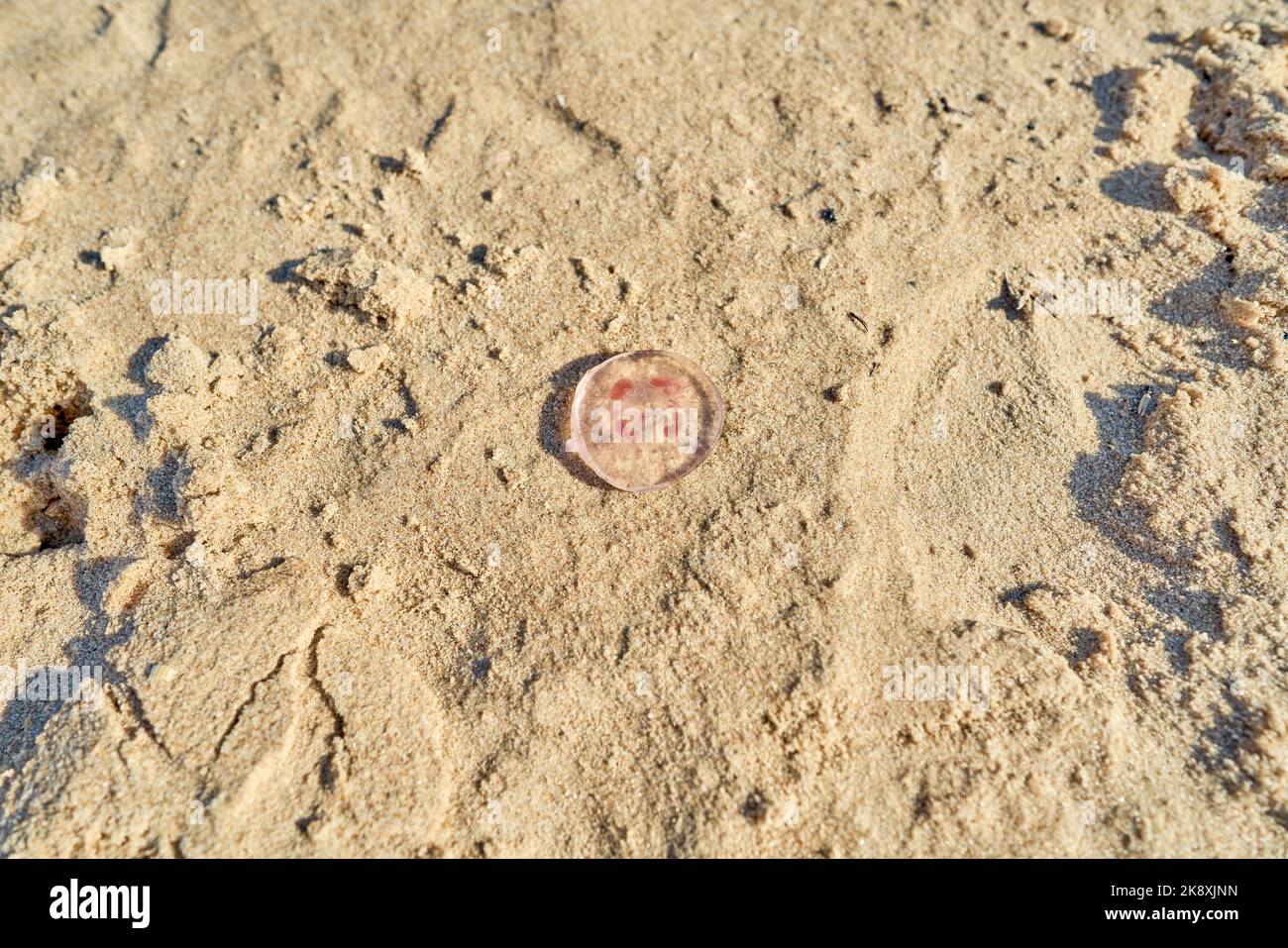 A dead moon jellyfish (Aurelia aurita) on the sandy beach of the Baltic ...