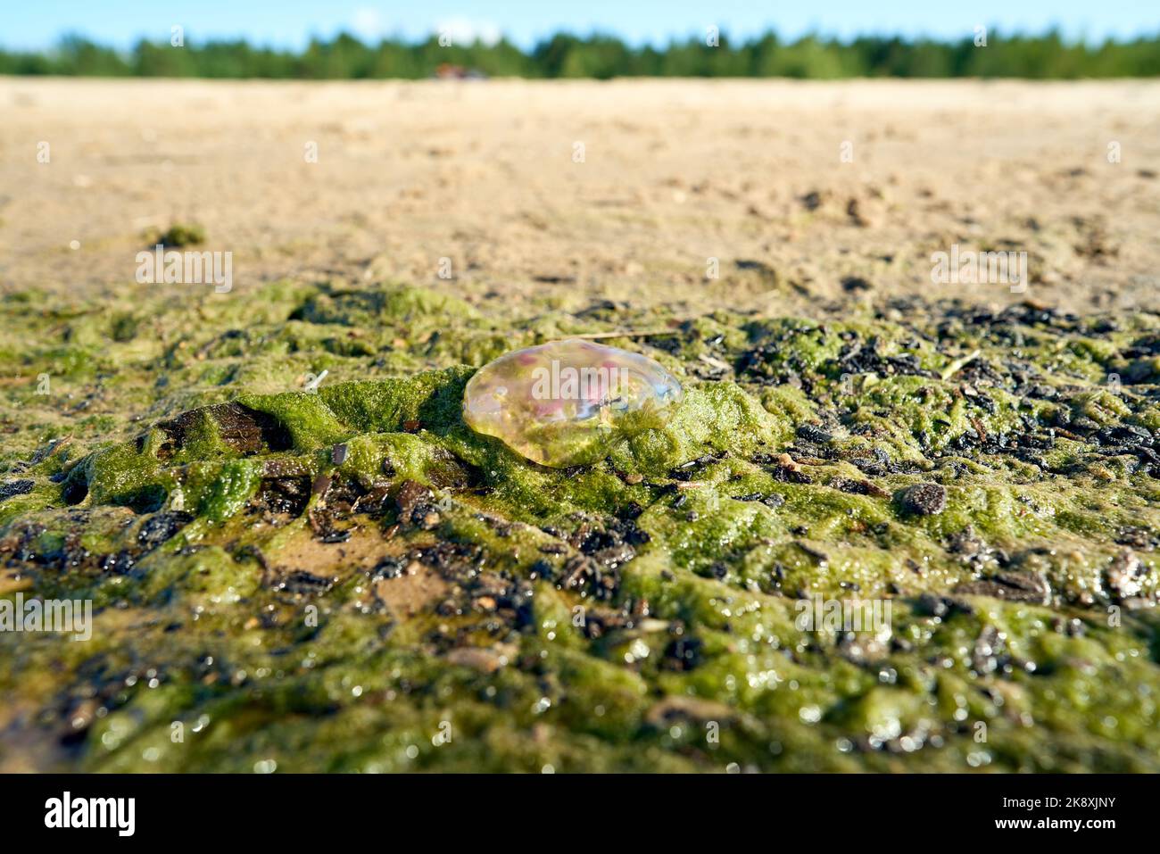 A dead moon jellyfish (Aurelia aurita) on the beach of the Baltic Sea ...