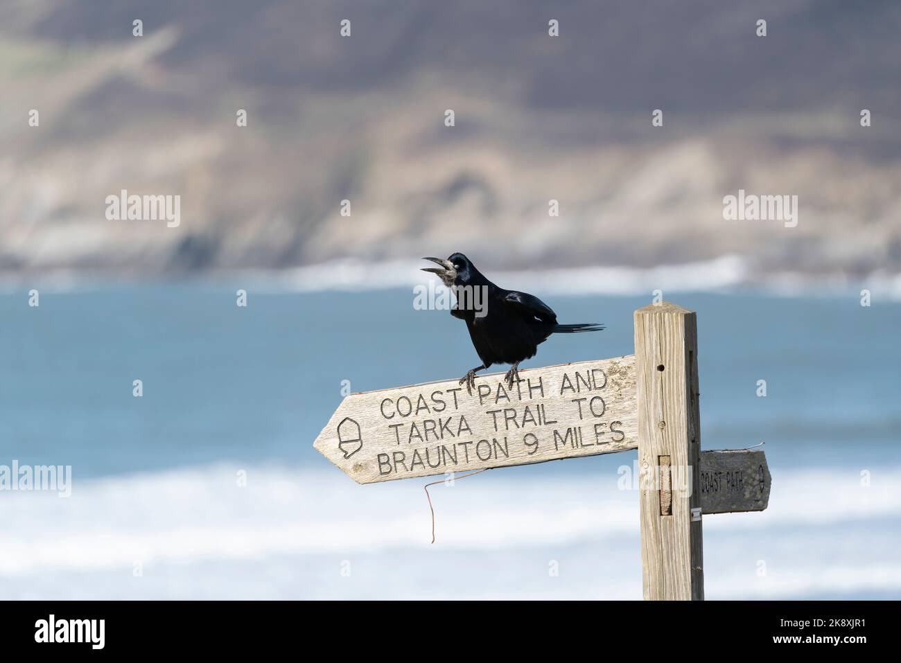 A Rook perches on a coastal path sign, pointing to the Tarka Trail and ...