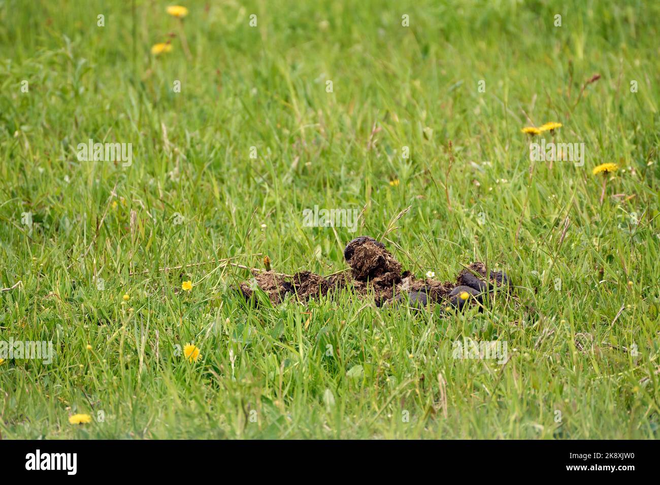 A pile of disgusting horse poop on the green grass Stock Photo - Alamy