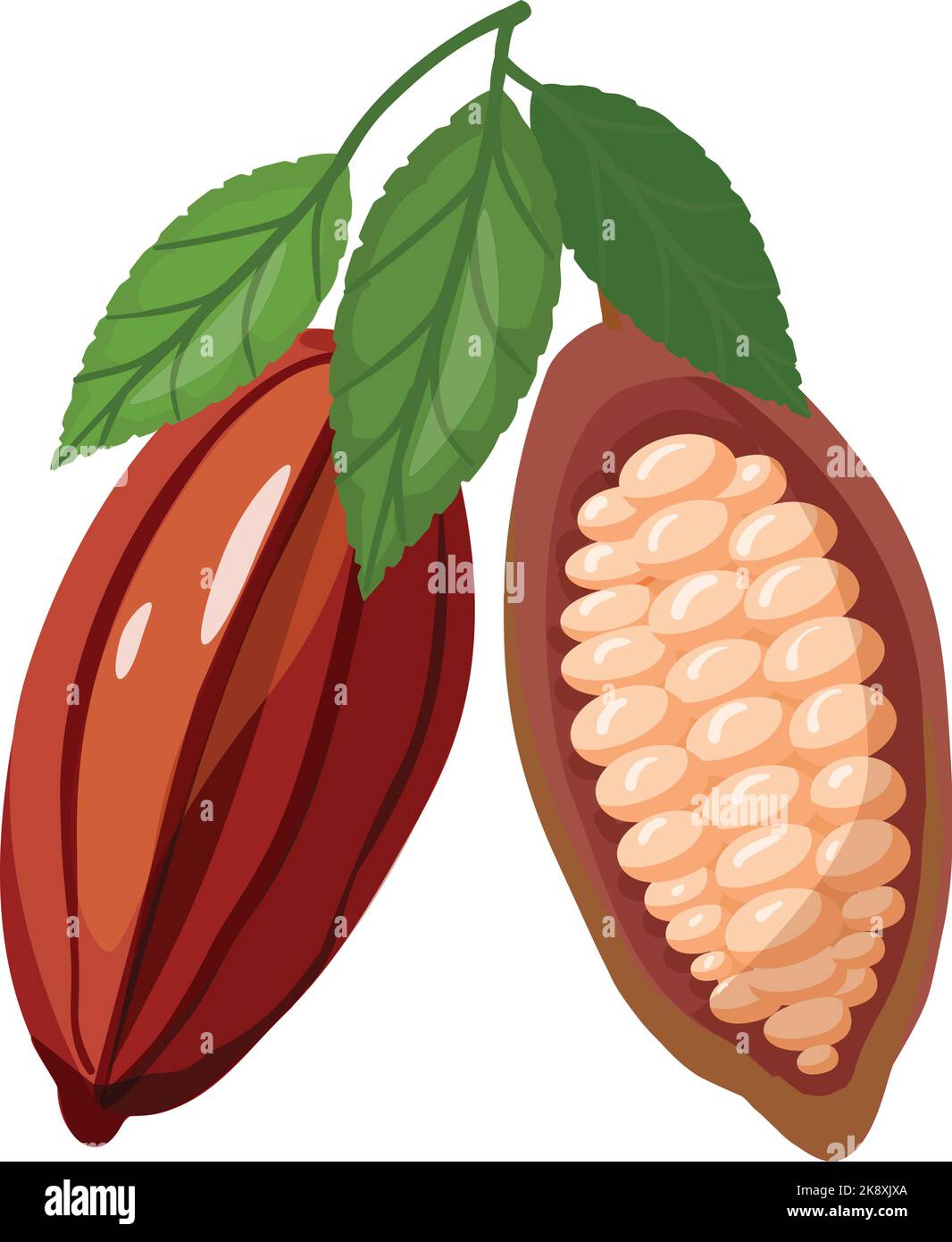 Cocoa fruit icon cartoon vector. Cacao bean Stock Vector Image & Art ...