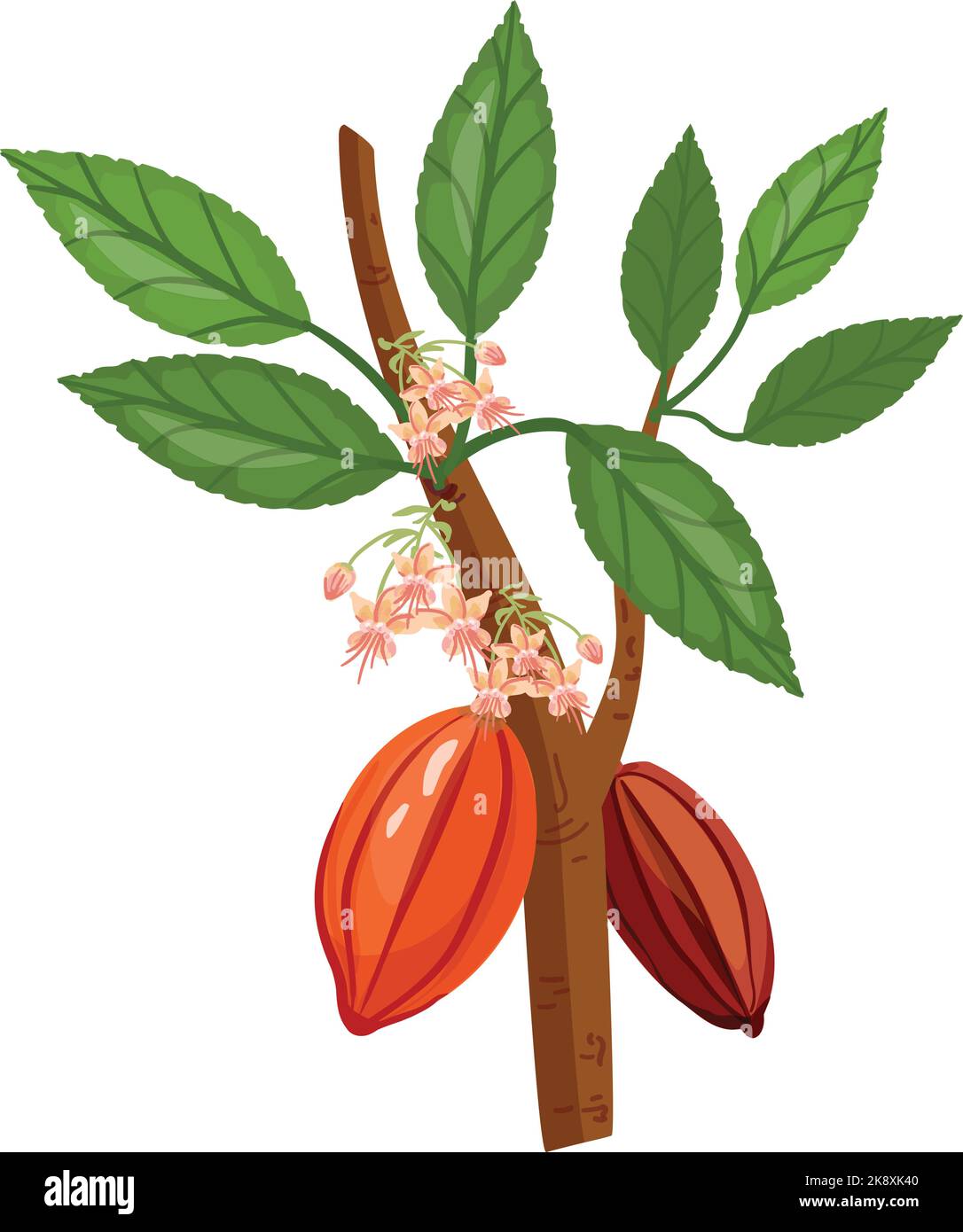 Cacao tree branch icon cartoon vector. Nut leaf Stock Vector Image ...