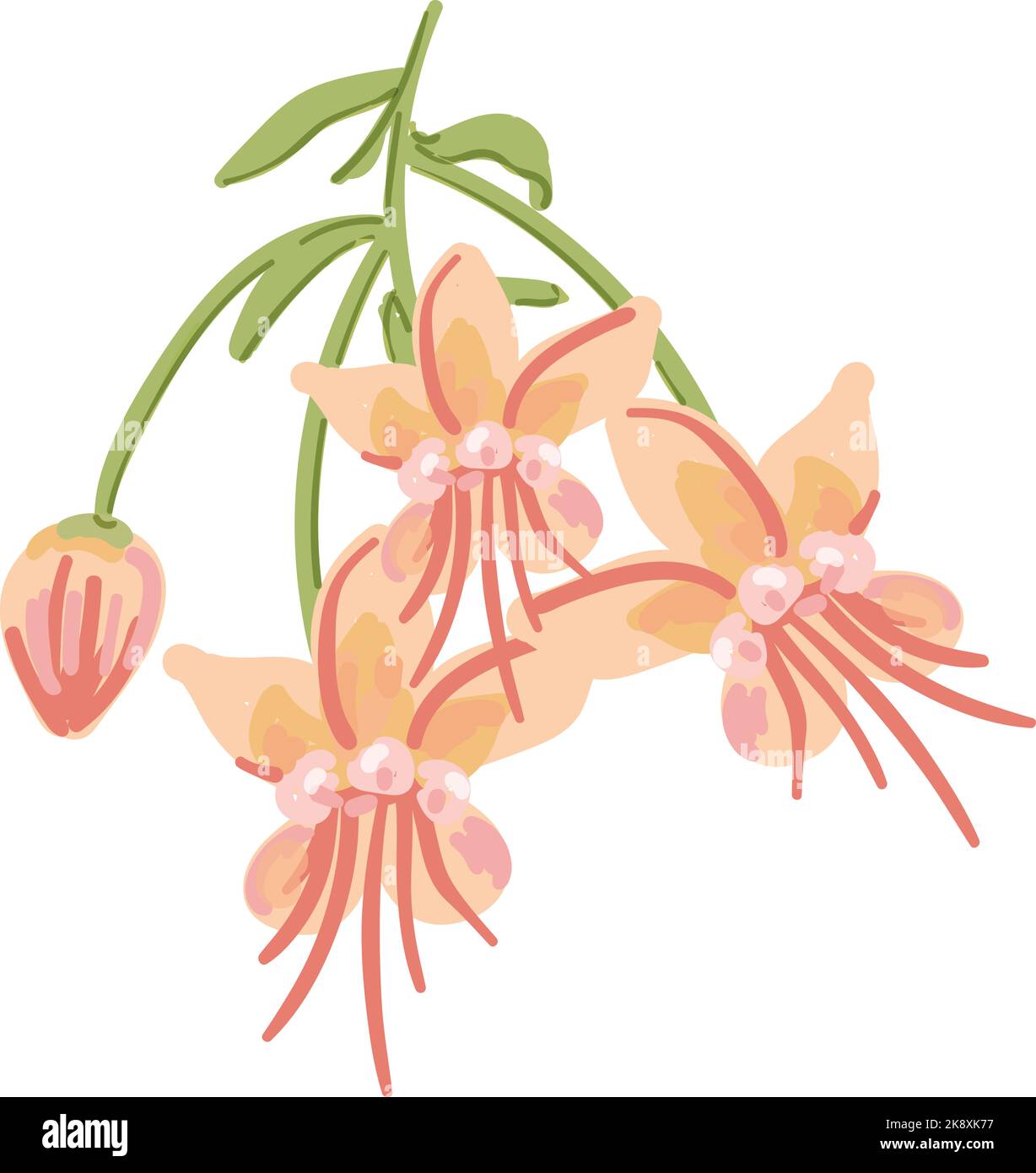 Flower Cacao Tree Icon Cartoon Vector Cocoa Bean Stock Vector Image