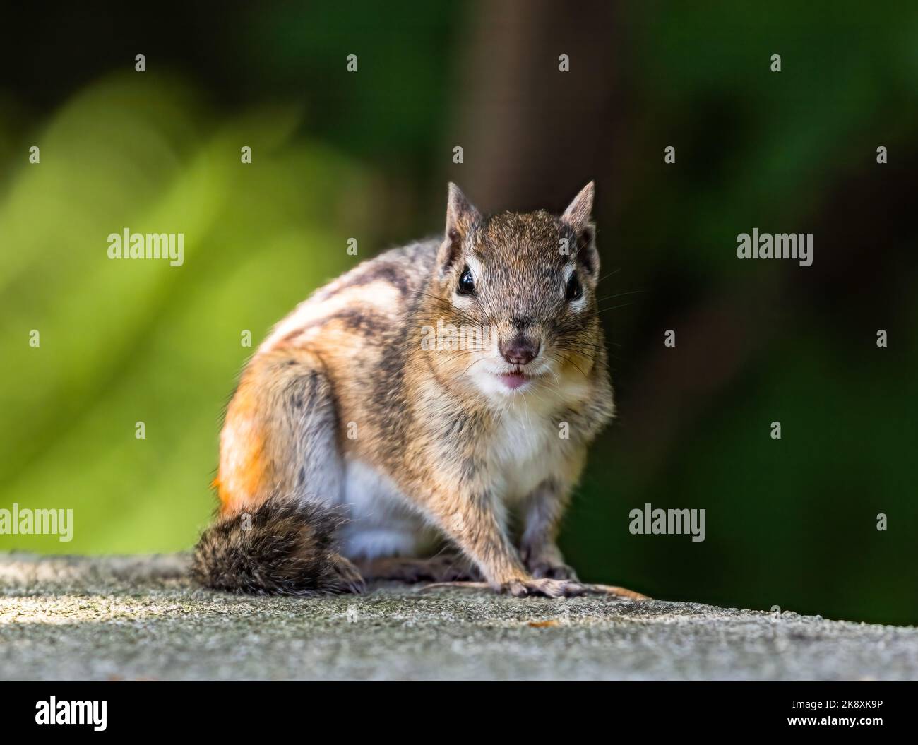 A closeup of an adorable chipmunk sitting on the concrete ground Stock ...