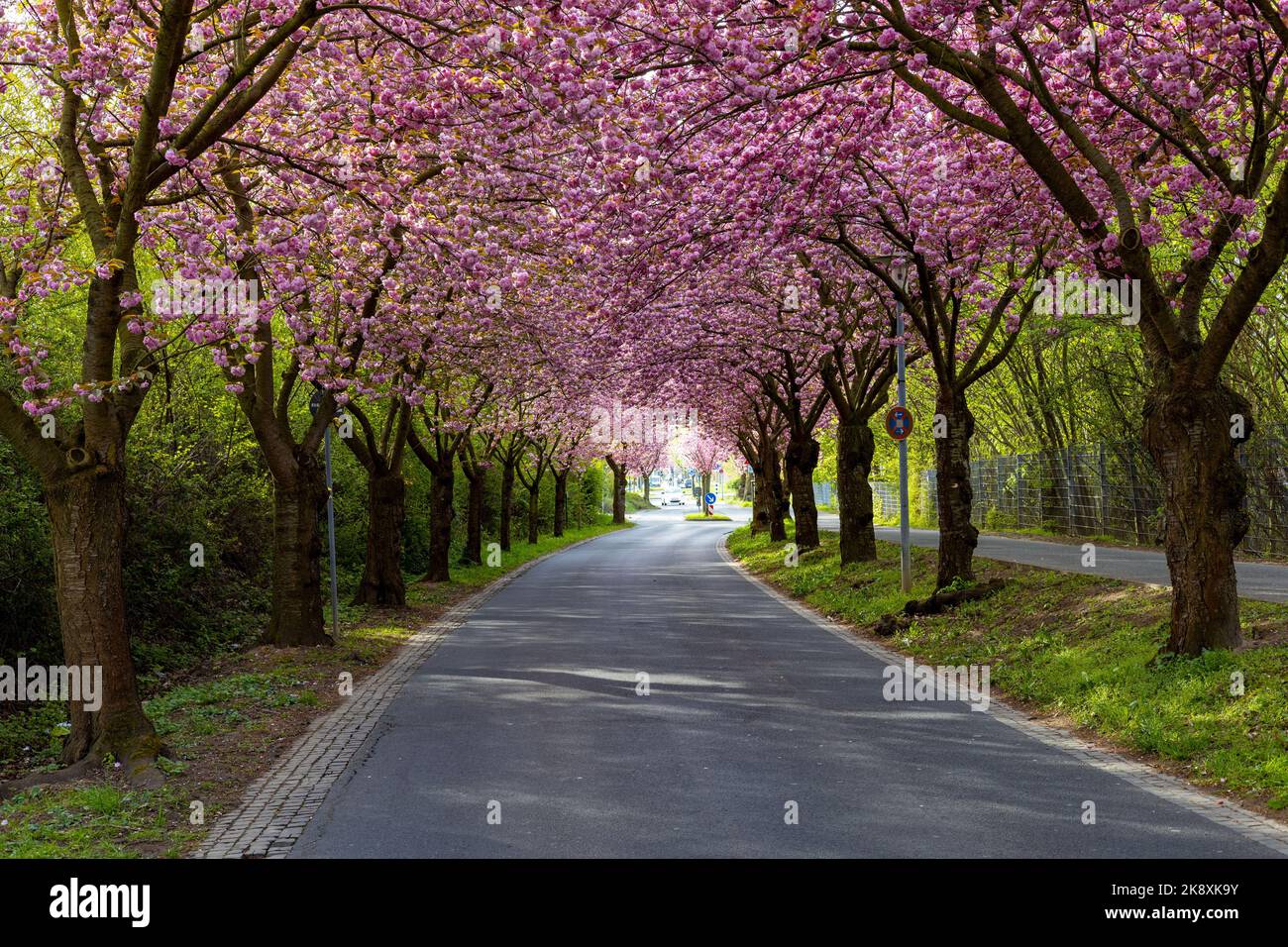 A landscape with an alley with flowering Japanese cherry trees Stock ...