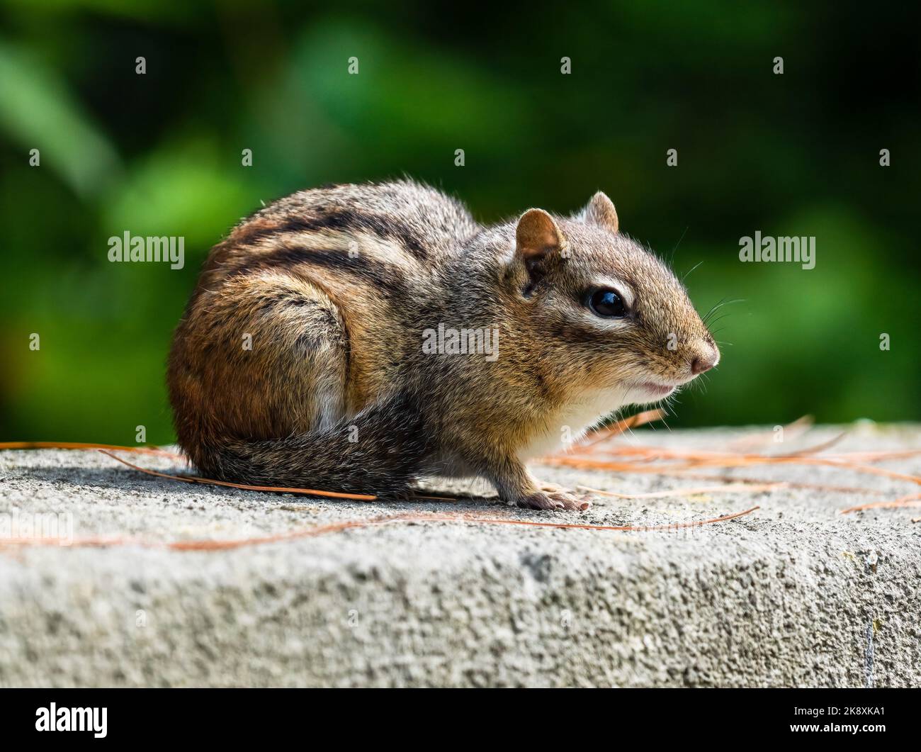 A closeup of an adorable chipmunk sitting on the concrete ground Stock ...