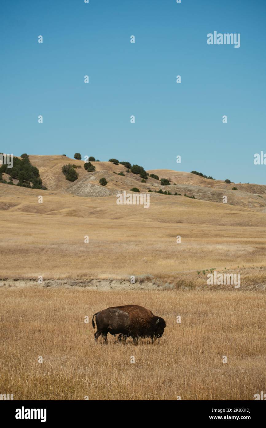 An American bison walking in the grassland vertical, background Stock ...