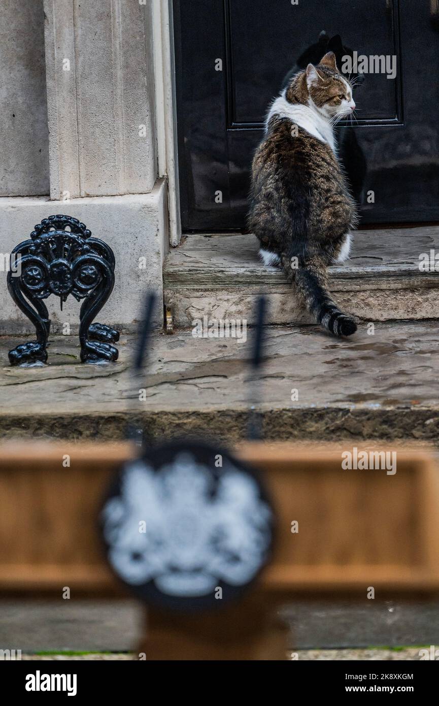 London, UK. 25th Oct, 2022. Larry the cat enters number 10 - Liz Truss ...
