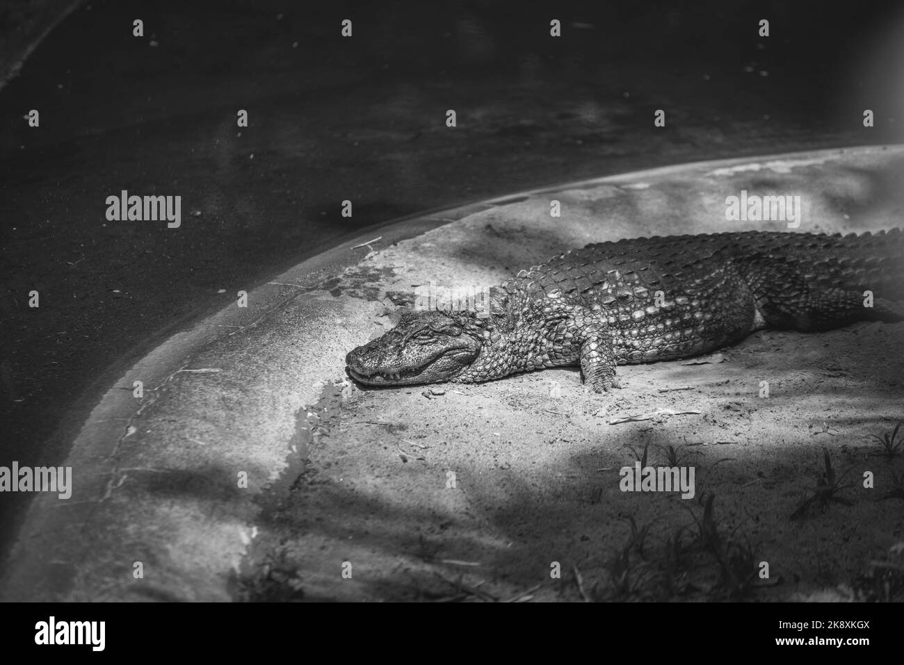 Creeping animal Black and White Stock Photos & Images - Alamy