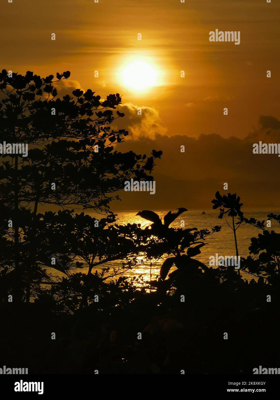 A silhouette of leafy trees in the background of bright sun setting ...