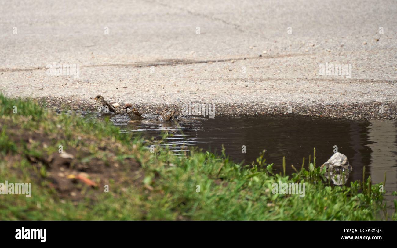 Some gray sparrows drinking water from a small puddle with blurred ...
