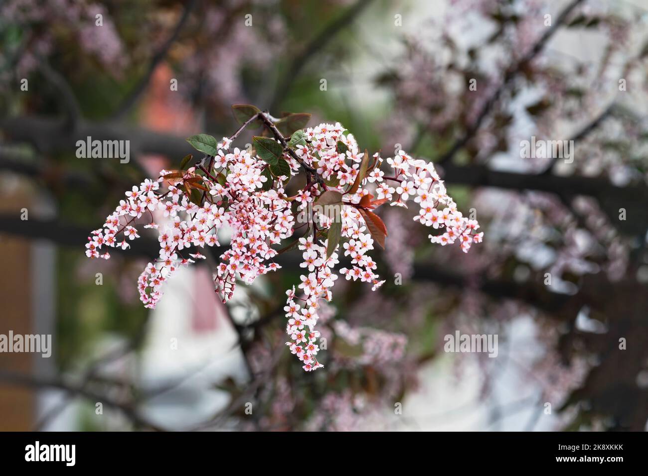 Spring flowers. Blooming tree twig, spring garden, natural background ...