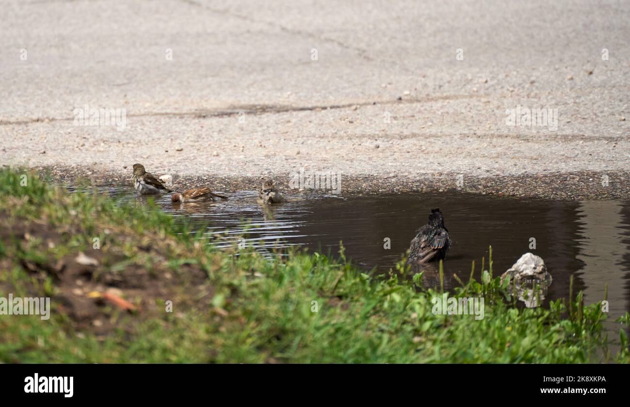 Some gray sparrows drinking water from a small puddle with blurred ...