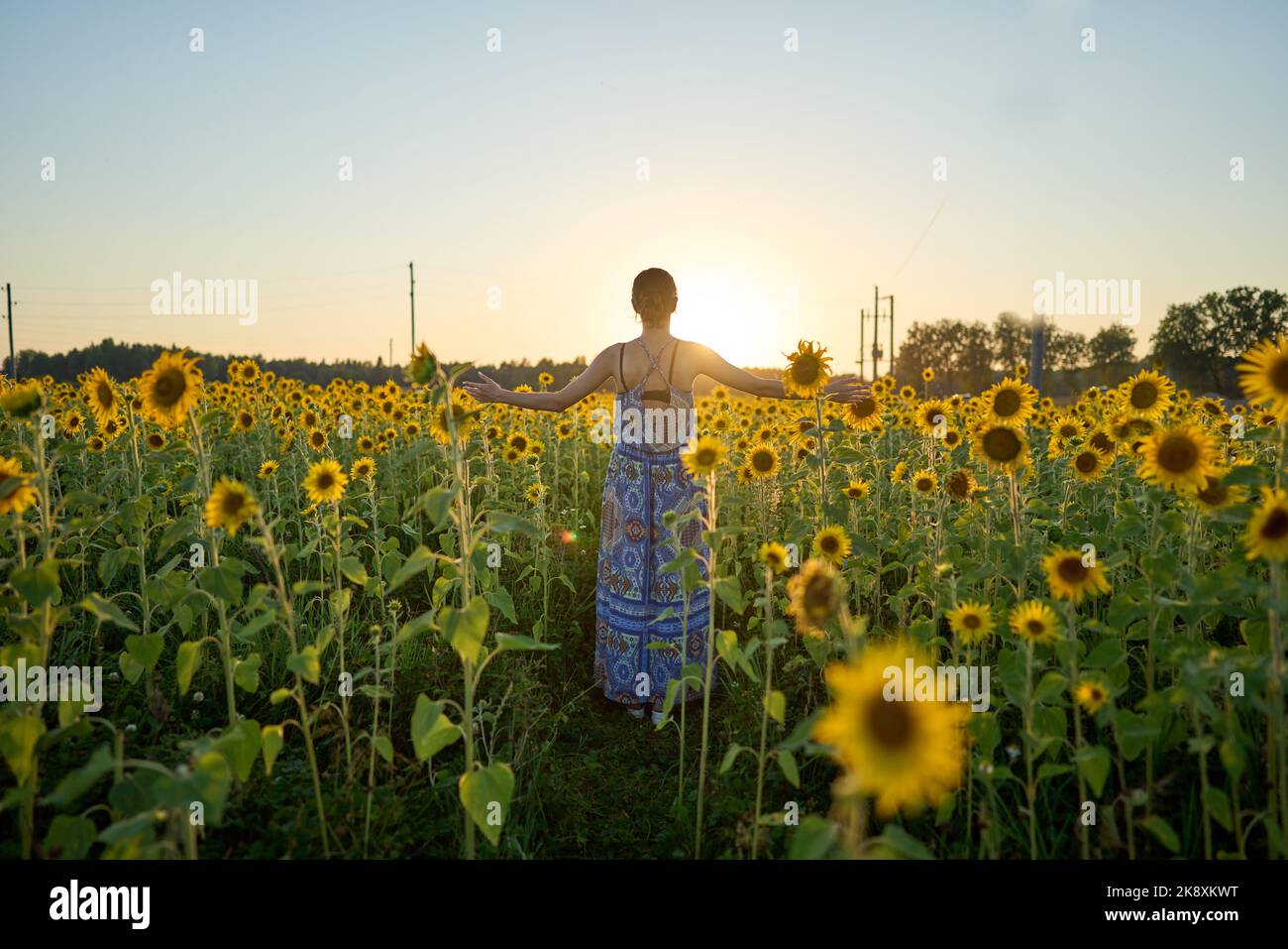The rear of a female standing in the sunflower field with open arms at ...