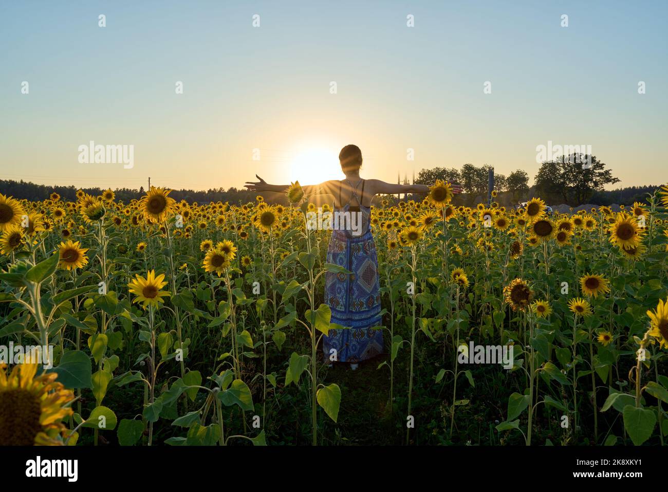 The rear of a female standing in the sunflower field with open arms at ...