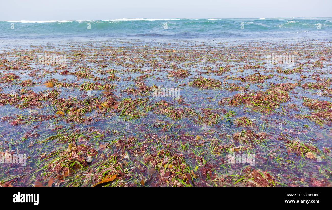 Beach water shoreline covered with marine sea weed kelp plants stripped ...