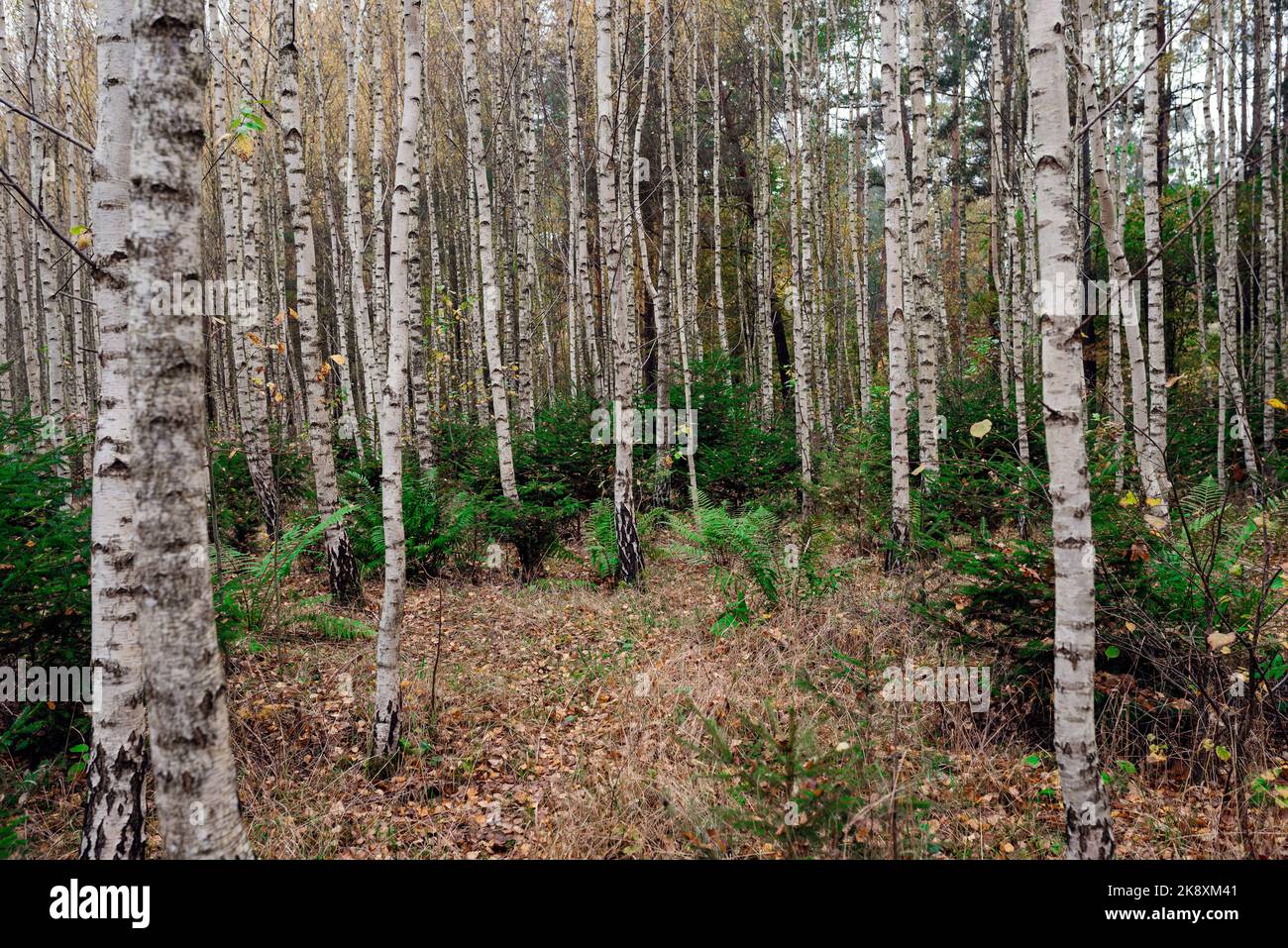 autumn climate in the forest Stock Photo - Alamy
