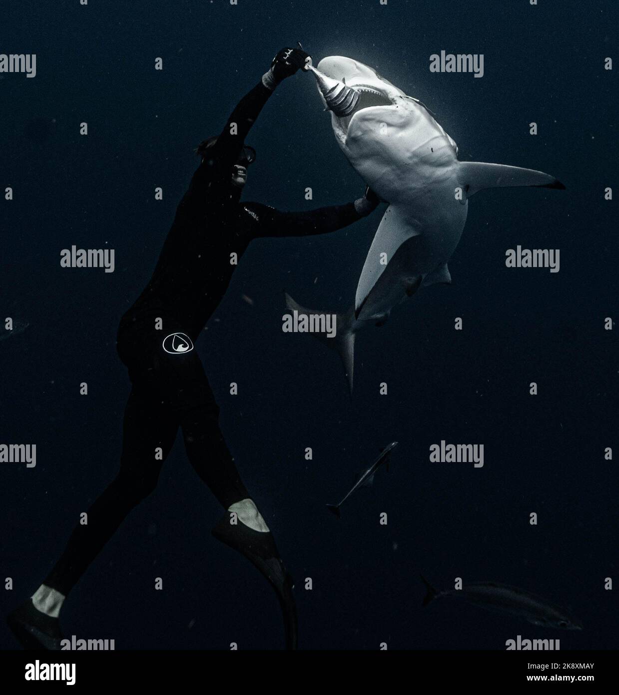 An interaction feeding a shark. West End, Bahamas: INCREDIBLE images ...