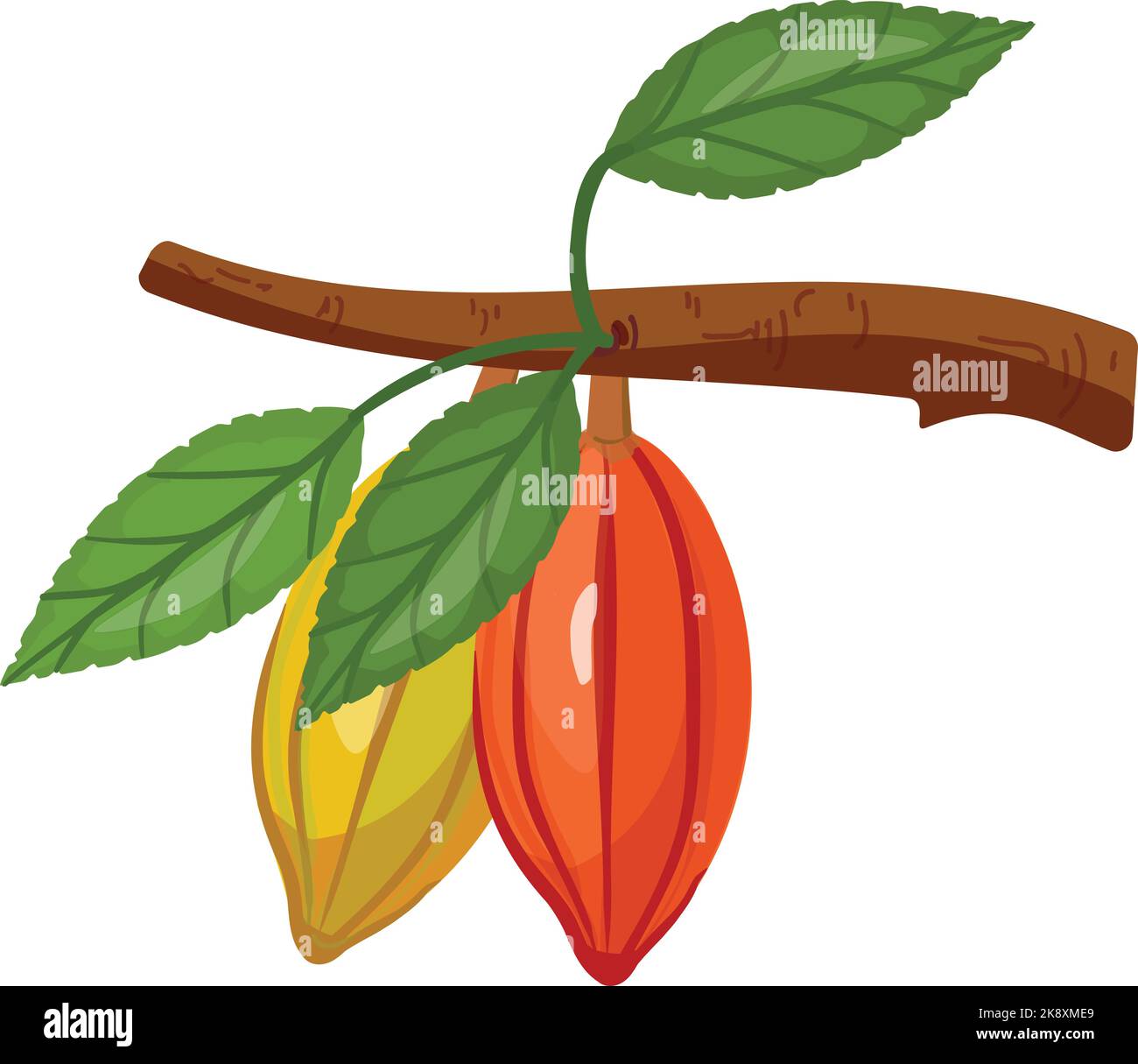 Cocoa branch icon cartoon vector. Tree bean Stock Vector Image & Art ...