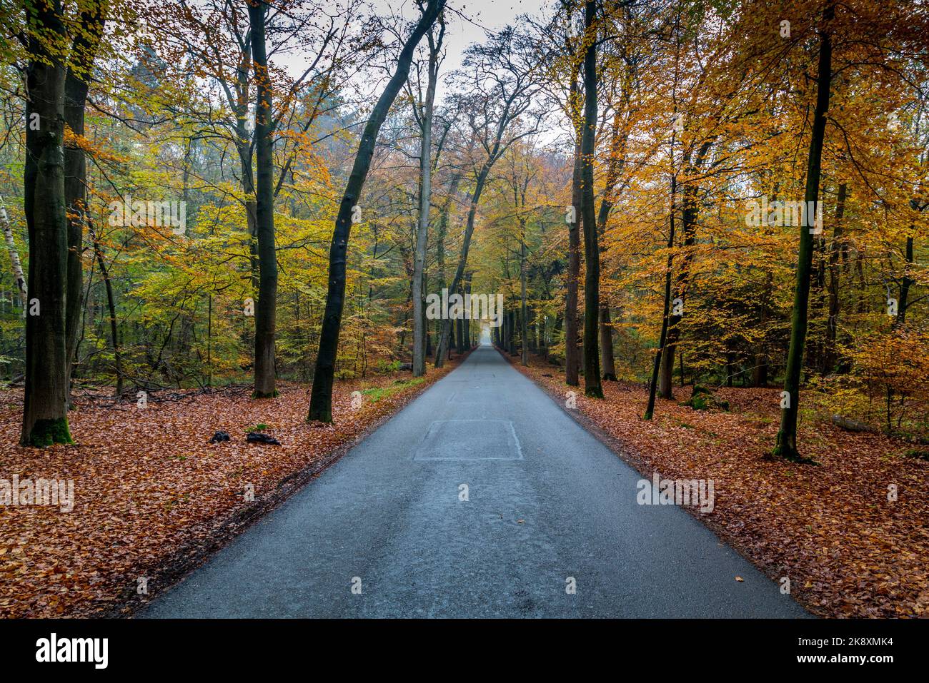 An empty asphalt road passing through a forest with yellow trees in ...