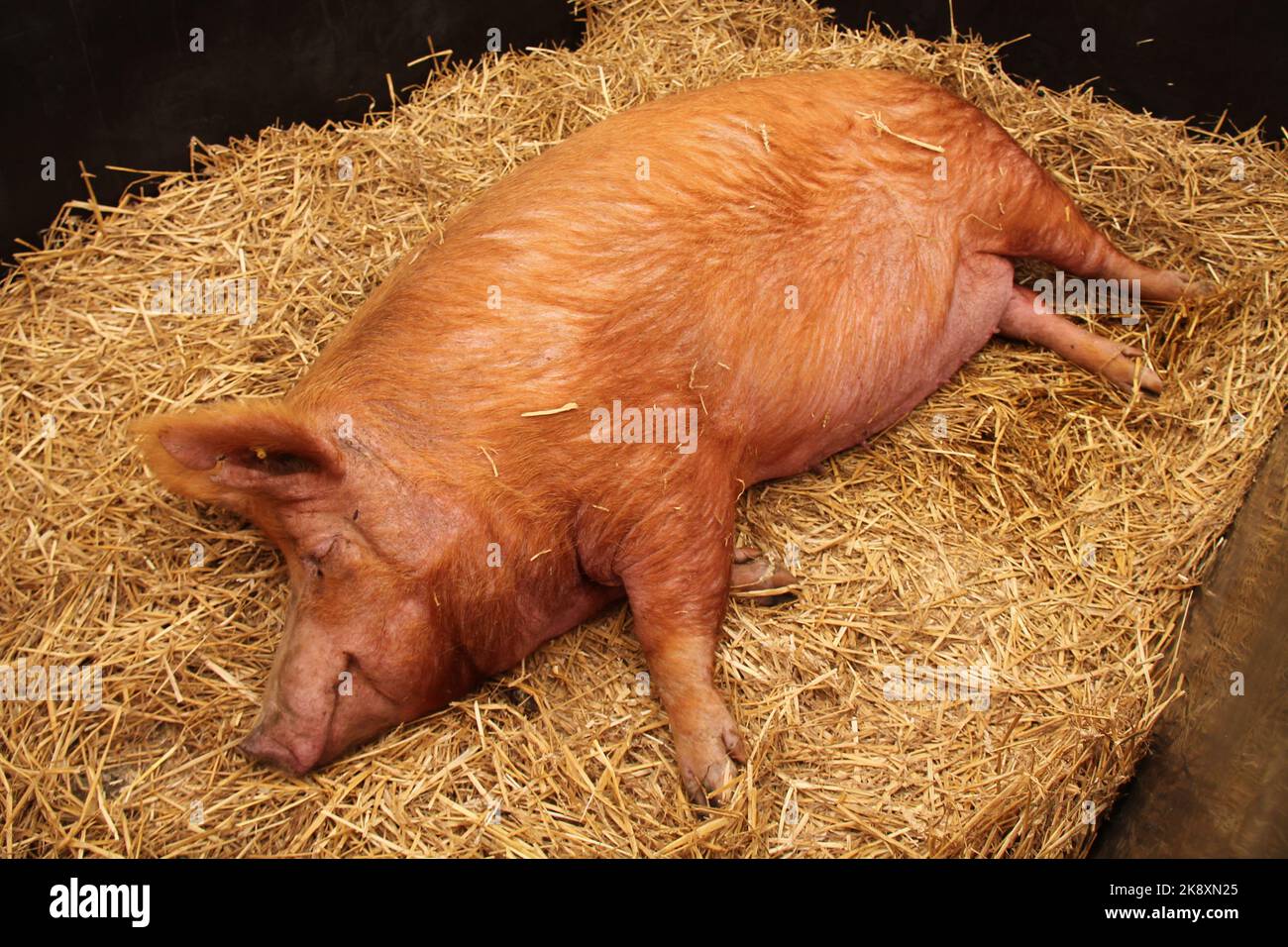 A Large Farm Pig Laying on a Bed of Straw Stock Photo - Alamy