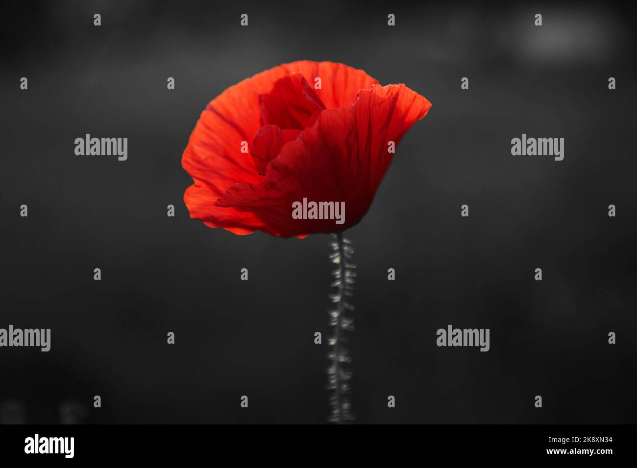 Red poppies flowers field for Remembrance day Stock Photo - Alamy