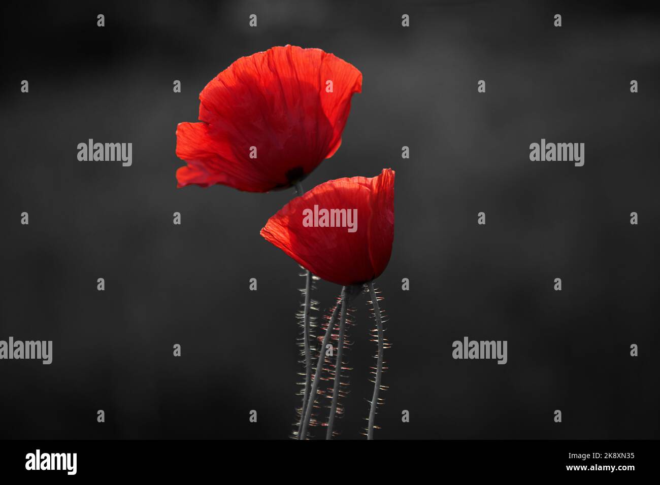 Red poppies flowers field for Remembrance day Stock Photo - Alamy