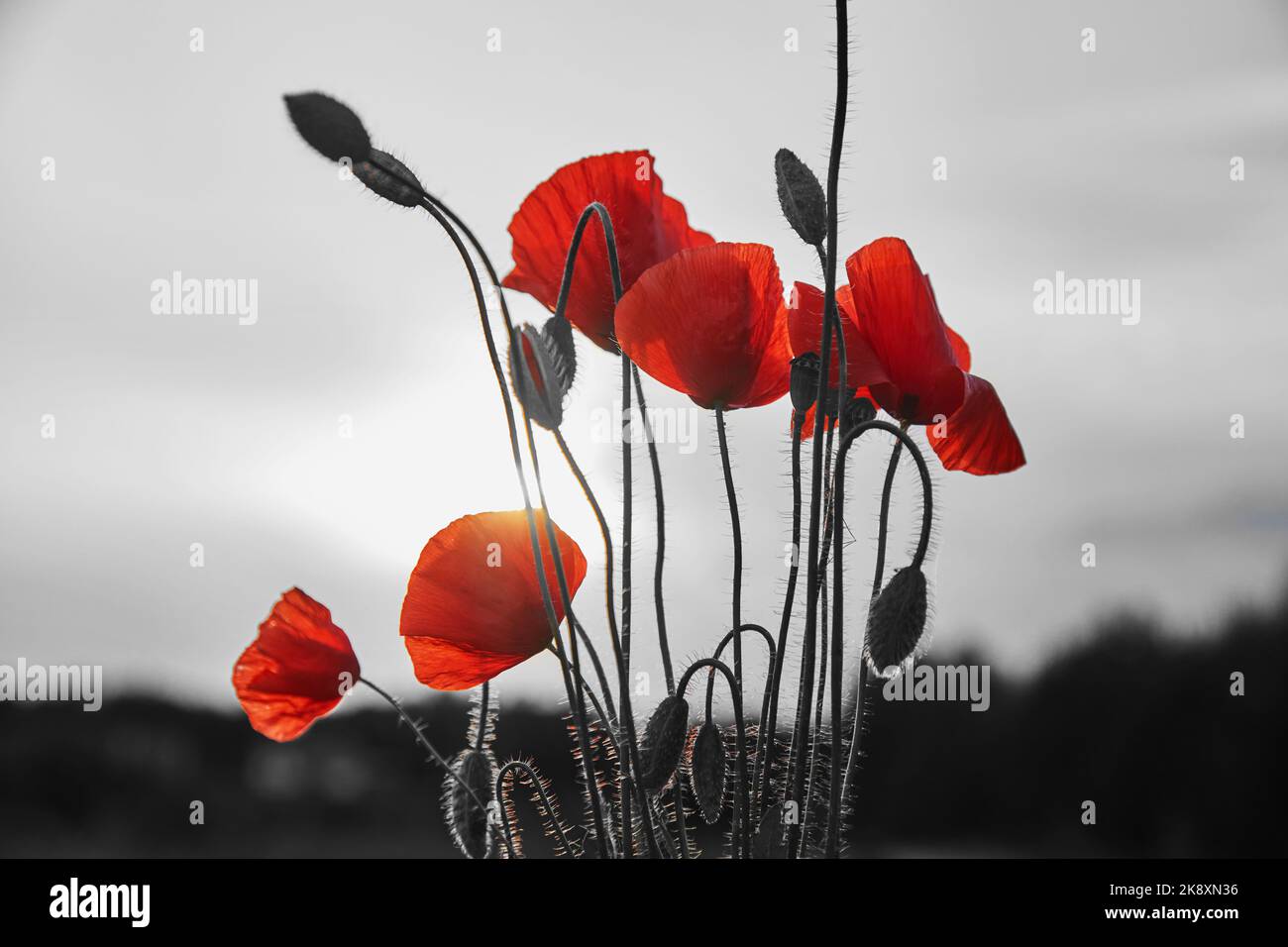 Red poppies flowers field for Remembrance day Stock Photo - Alamy