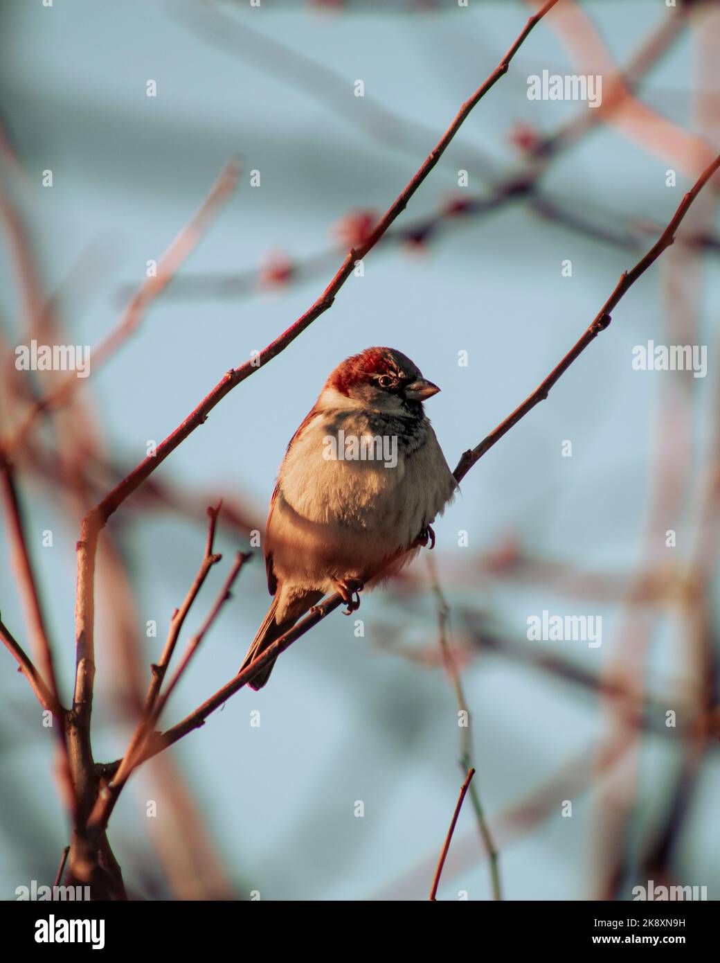 A fluffy Finch (Fringillidae) on a branch Stock Photo - Alamy