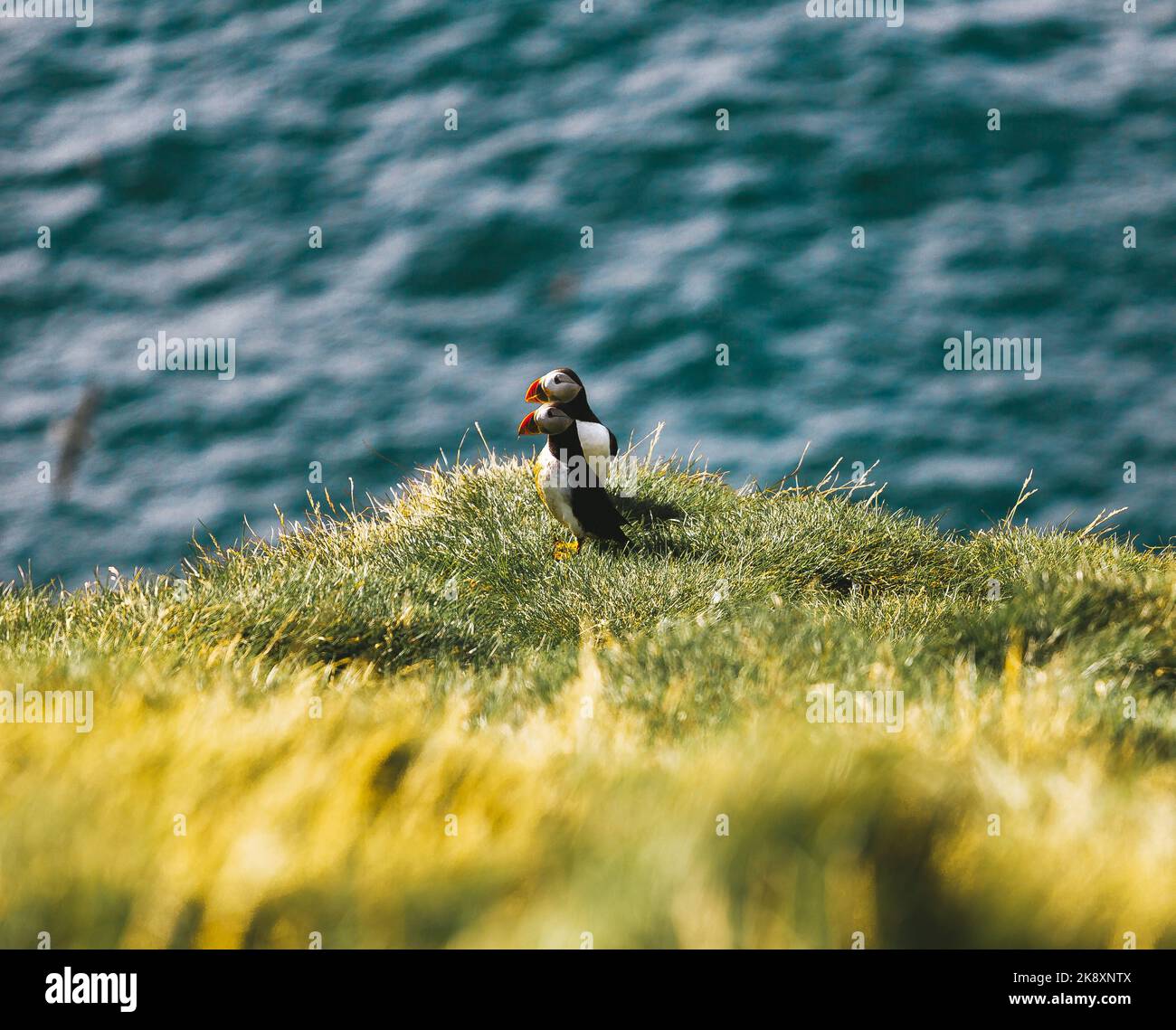 A pair of puffins on a grass with a background of a sea Stock Photo - Alamy