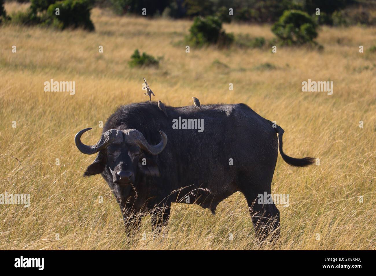 A black wildebeest on a dry field with birds on its spine Stock Photo ...