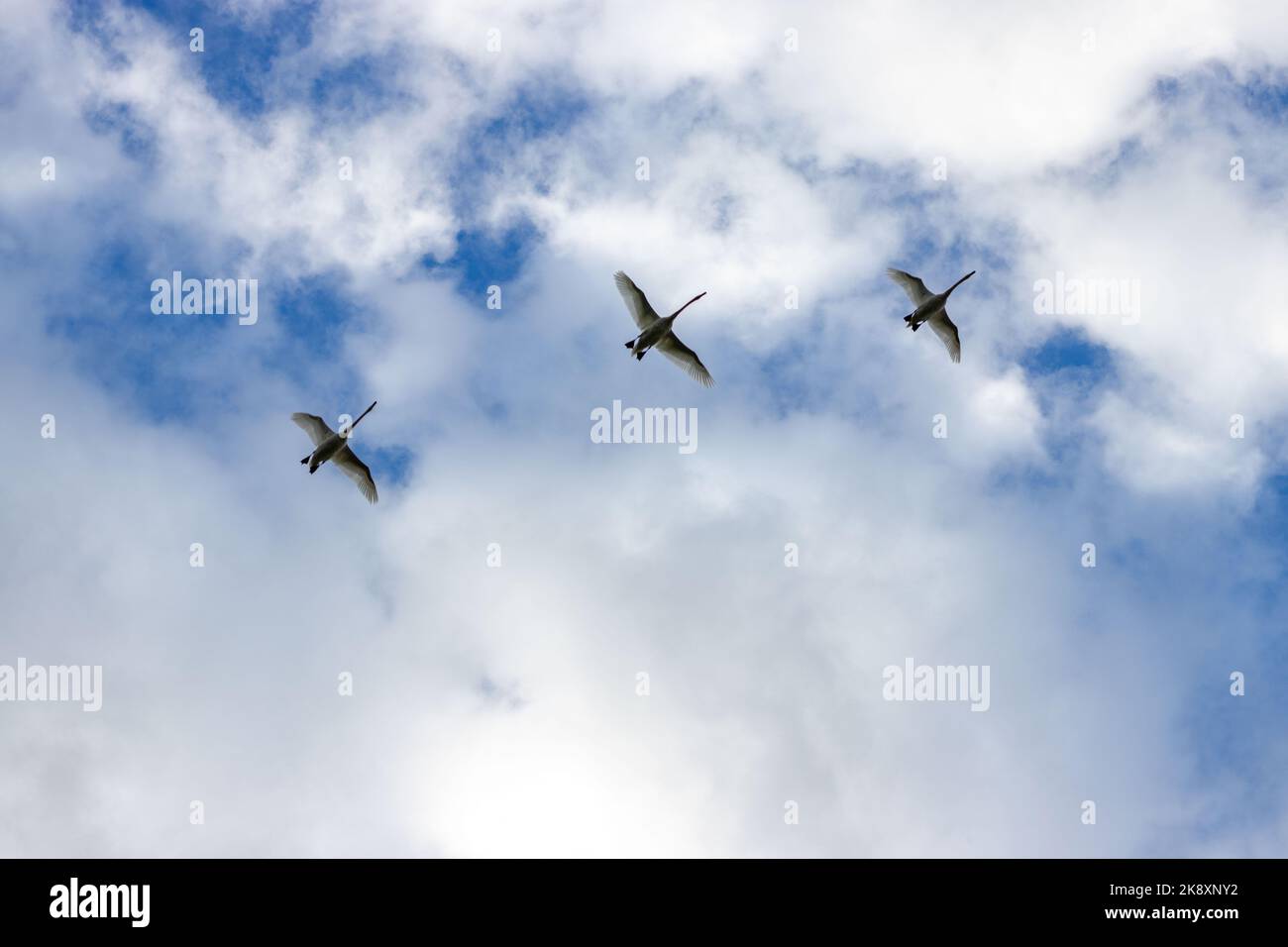 A low-angle view of birds flying together in the sky Stock Photo - Alamy