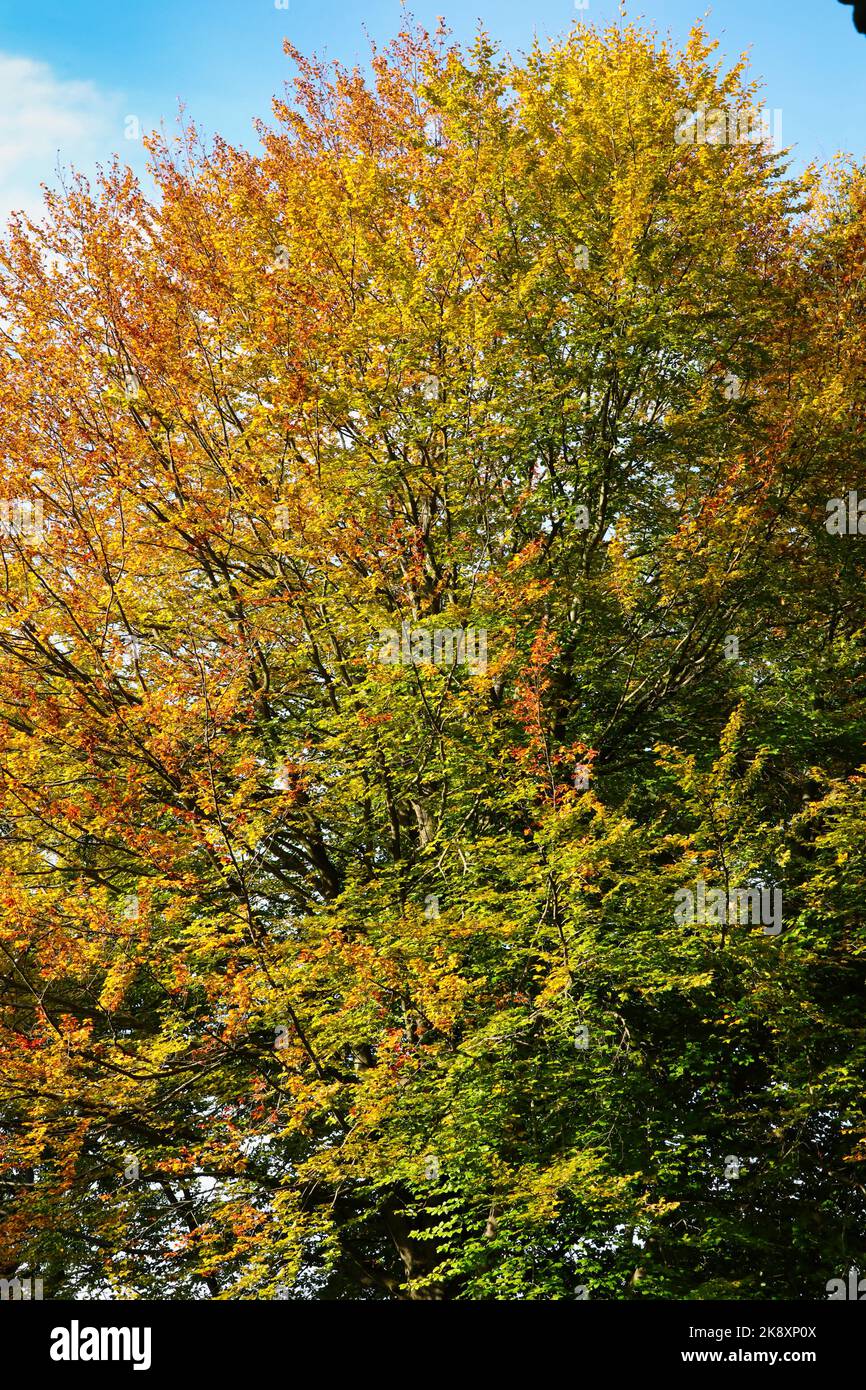 A vertical shot of the branches of a tree with red leaves with the blue ...