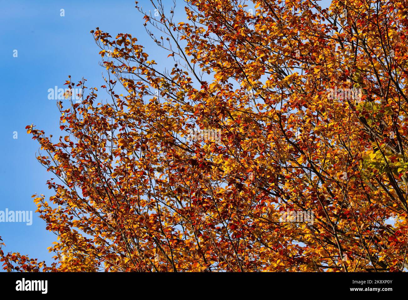 A scenic view of the branches of a tree with red leaves with the blue ...