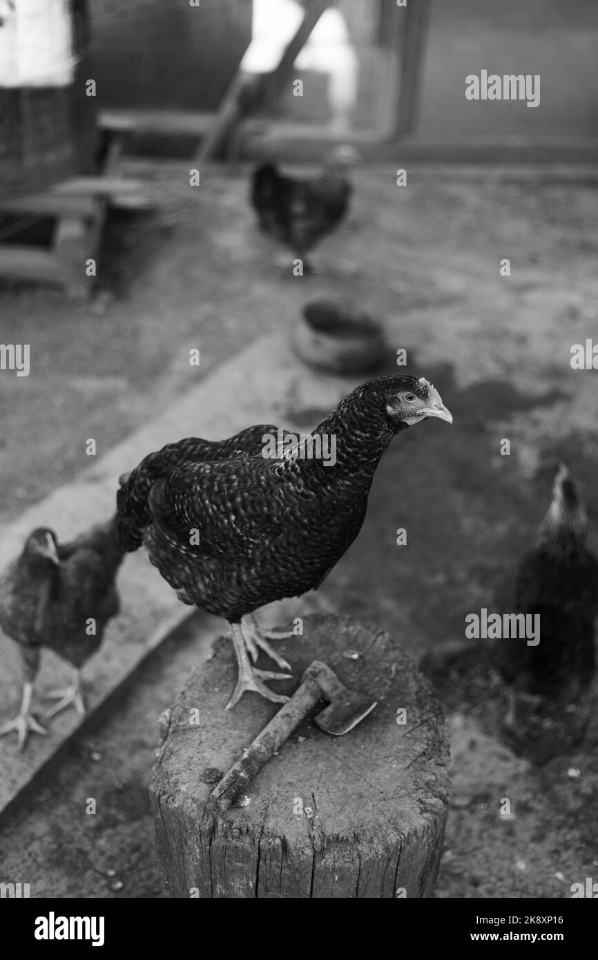 A greyscale vertical shot of a chicken standing on a log next to an axe ...
