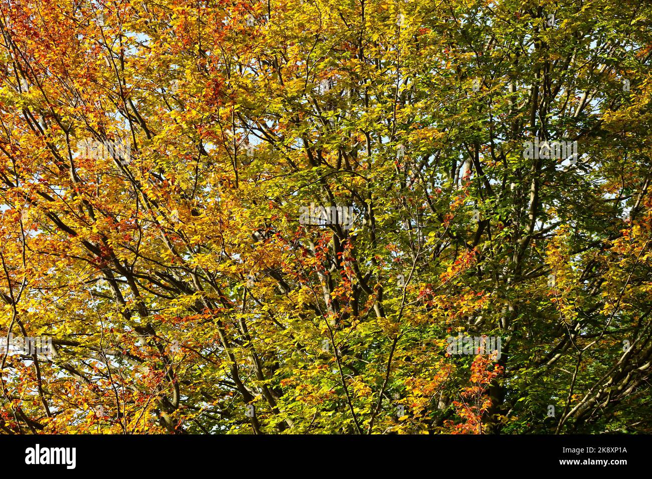 A scenic view of the branches of a tree with red and orange leaves ...