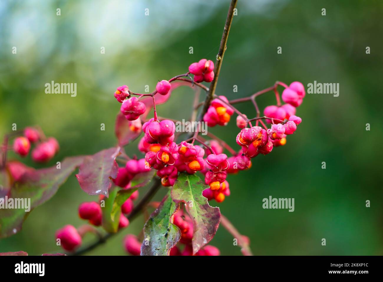 A scenic view of a bush with European Spindles growing on it Stock ...