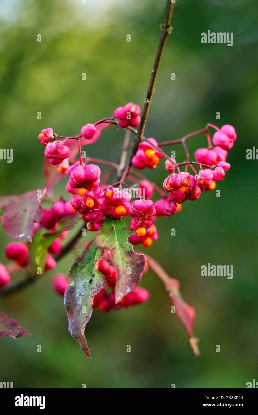 Spindle plant hi-res stock photography and images - Alamy