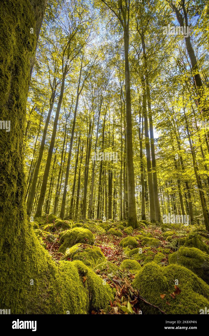 A vertical shot of beautiful tall trees seen inside the Emerald jungle Stock Photo - Alamy