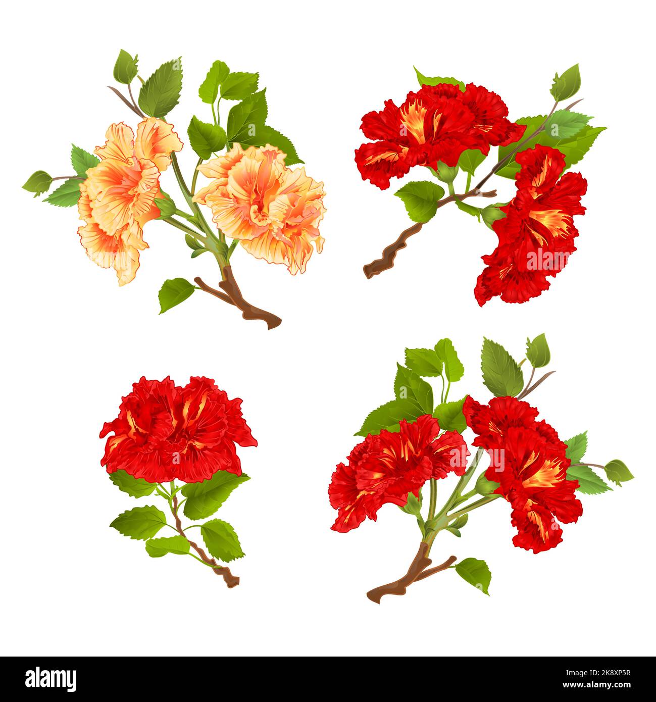 Branches yellow and red hibiscus tropical flowers on a white background ...