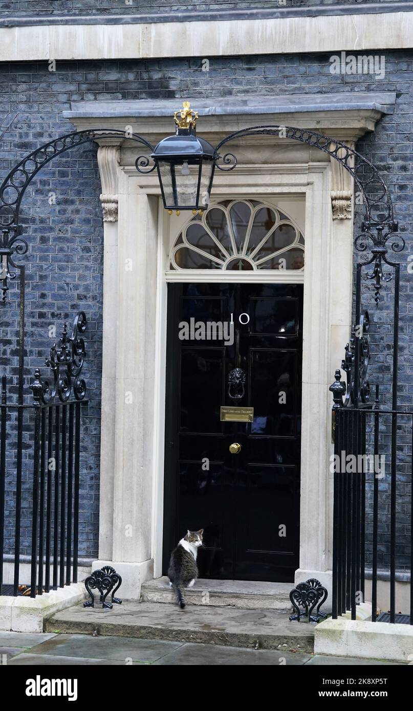 Larry the cat, in Downing Street, London, after Liz Truss made a speech ...