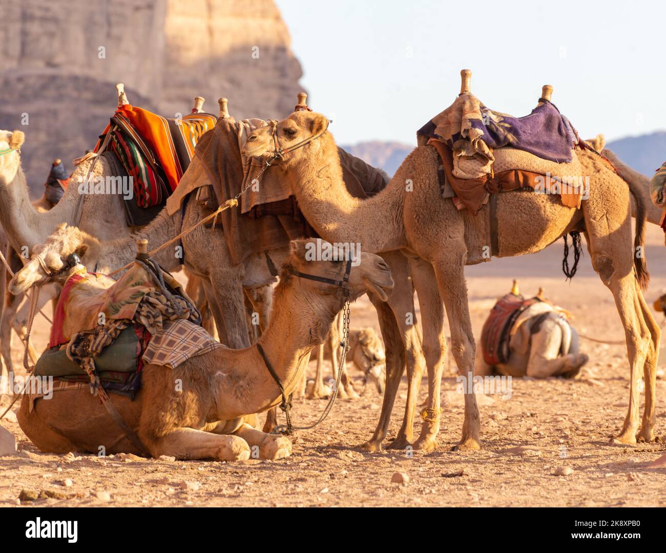 A herd of camels having a rest in the desert on the background of a ...