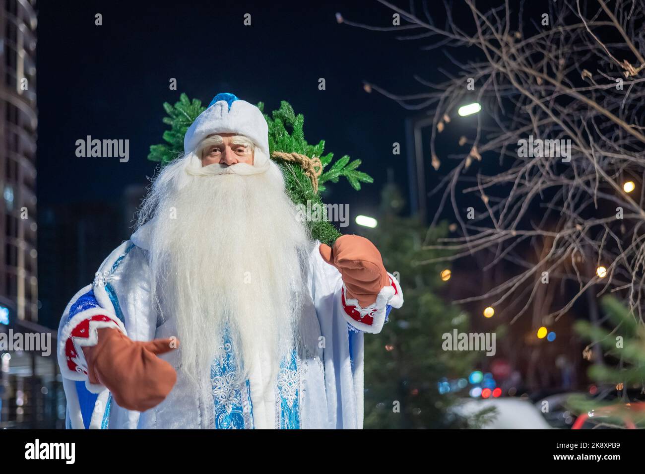 Russian santa claus carries a christmas tree outdoors Stock Photo - Alamy