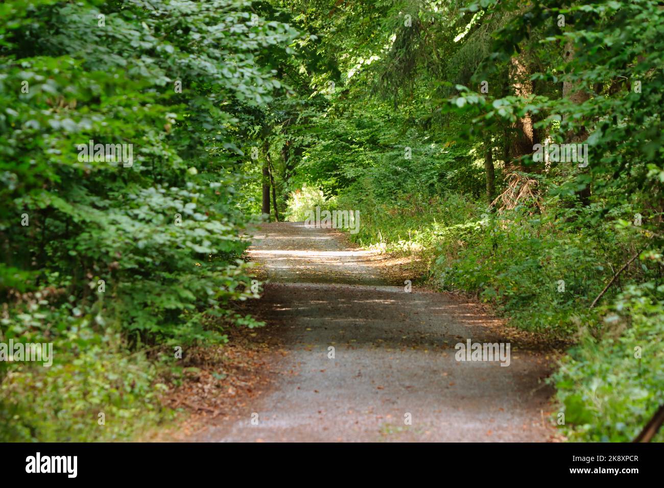 A narrow walkway surrounded by dense trees and bushes during daytime ...