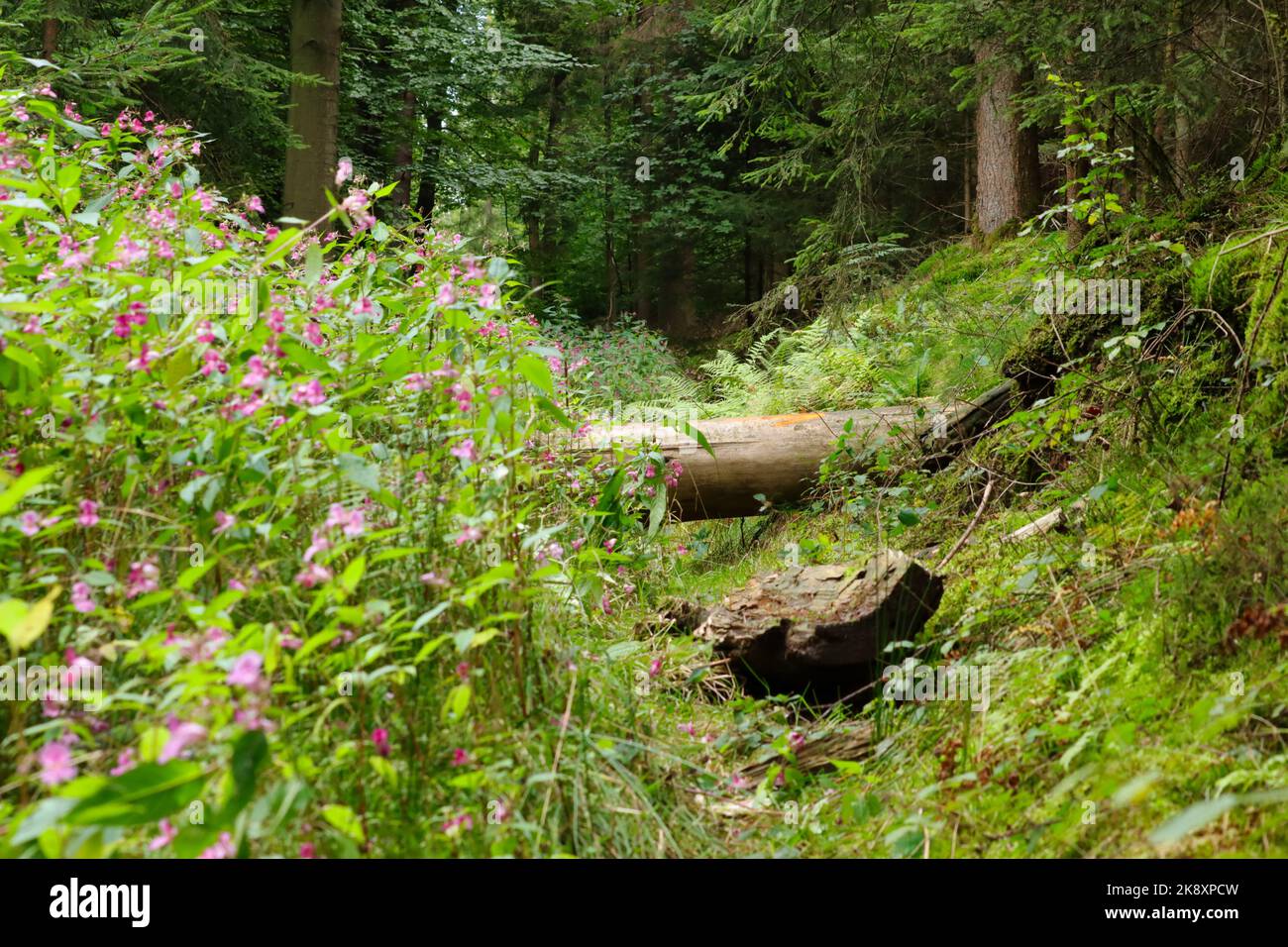 A beautiful green forest with dense trees, flower bushes and a trunk on ...
