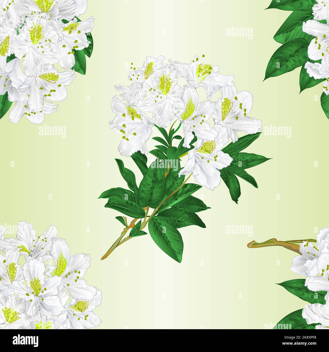Seamless texture branch White flowers rhododendron vintage vector ...