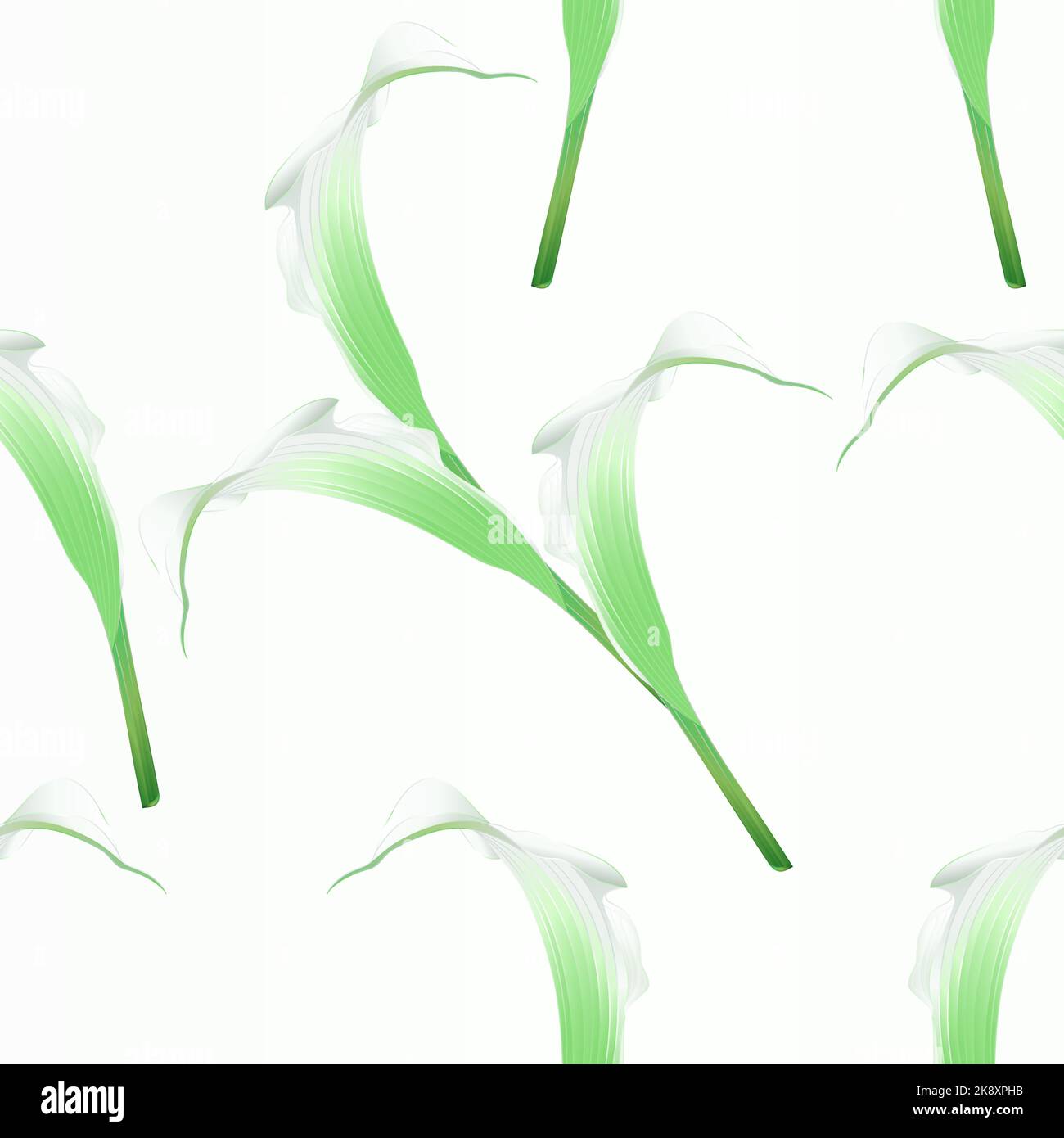 Seamless texture Calla lily white flower herbaceous perennial ...
