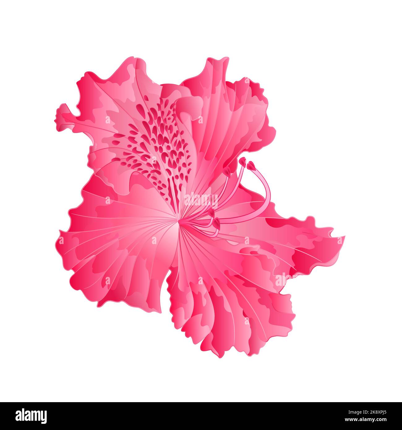 Beautiful Flower of pink Rhododendron Ponticum Isolated on White ...