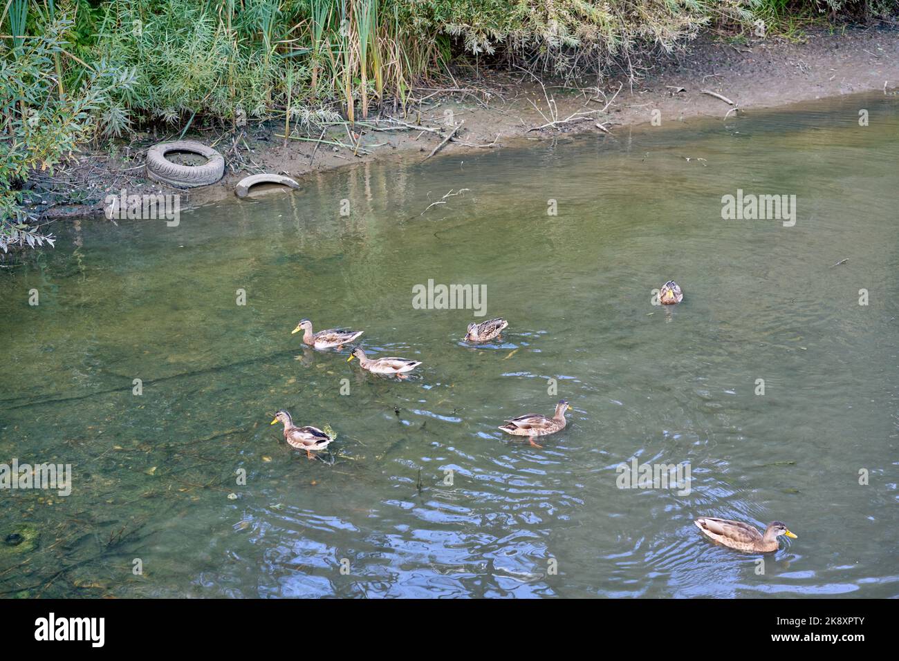 A raft of ducks swimming on a river Stock Photo - Alamy