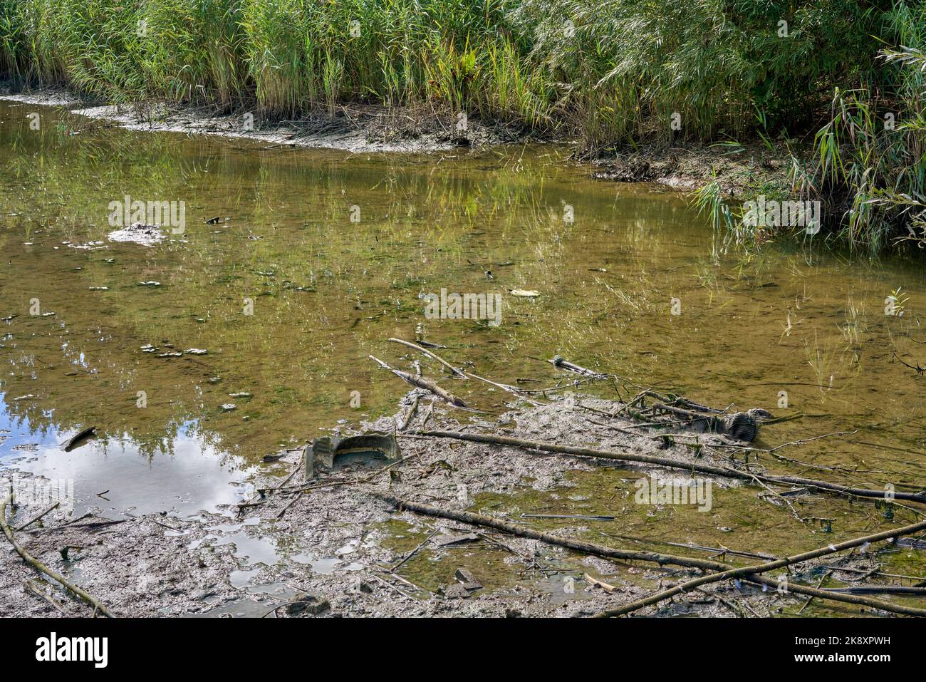 A dirty and muddy riverbed with clouds and vegetation reflecting on the ...
